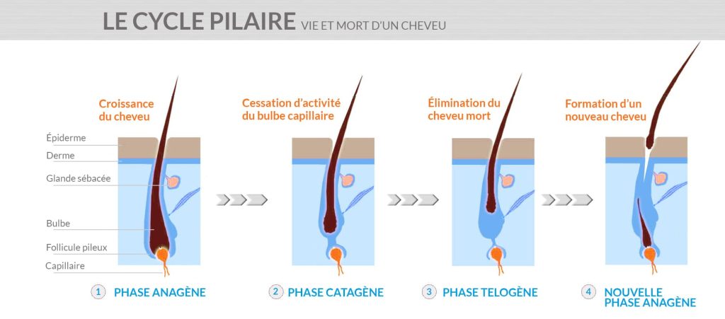 Tout savoir sur la calvitie
